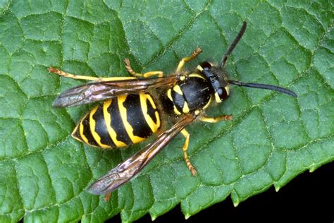 Black And Yellow Hornet