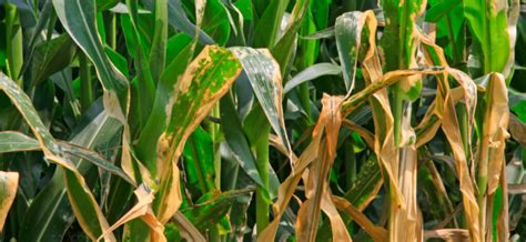 Progression Of Crop Protection Formulations From Conventional Through Micro Based To Nano