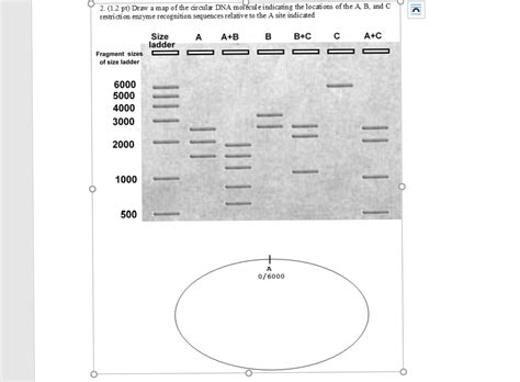 Solved Pt Draw A Map Of The Circular DNA Molecule Chegg Com