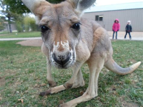 I Met A Kangaroo This Weekend Imgur