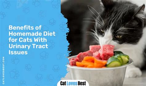 Homemade Cat Food Recipes For Urinary Problems In Cats