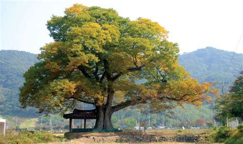 숲에서 온 종달새 편지 7 14 목 느티나무 이야기