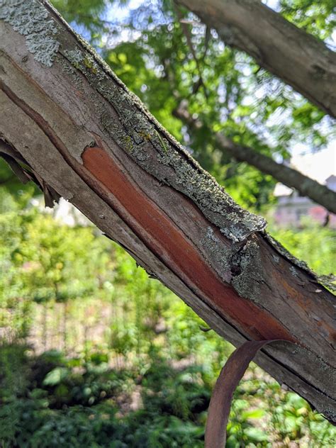 Pruning The Bald Cypress The Martha Stewart Blog