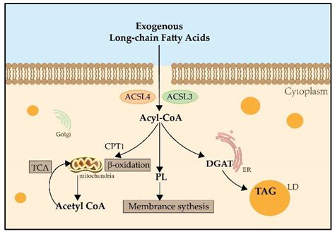 Acsl3 And Acsl4 In Ferroptosis Encyclopedia Mdpi