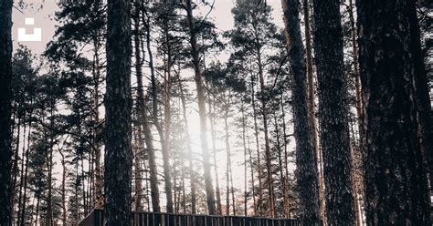 나무로 둘러싸인 숲 한가운데에 있는 통나무집 사진 Unsplash의 무료 릴렉스 파크 버홀리 이미지