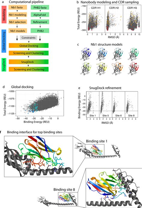 Computational Modeling For Docking Predictions Of Nb1 To Phb2 A