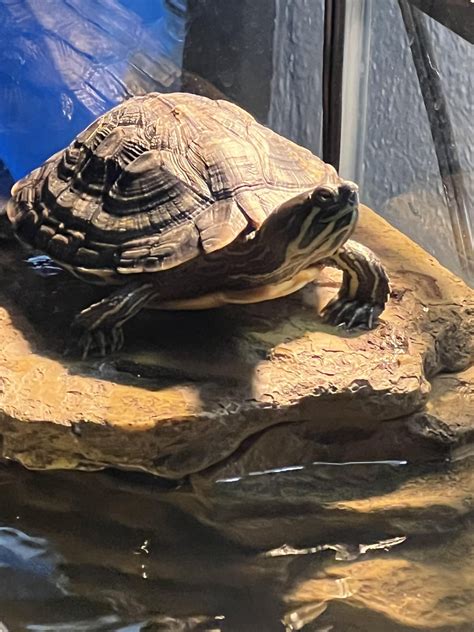 Can Anyone Tell Me The Gendersex Of My Turtle Rturtle