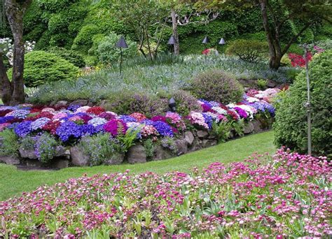 Однолетние цветы для дачи