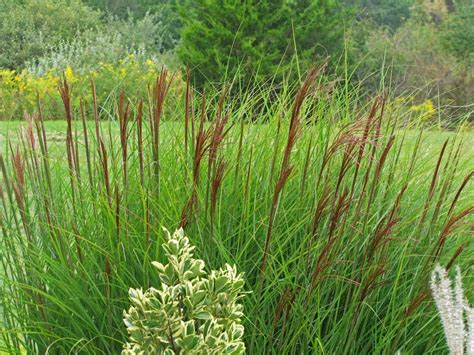 Yes More Ornamental Grass Love The Obsessive Neurotic Gardener
