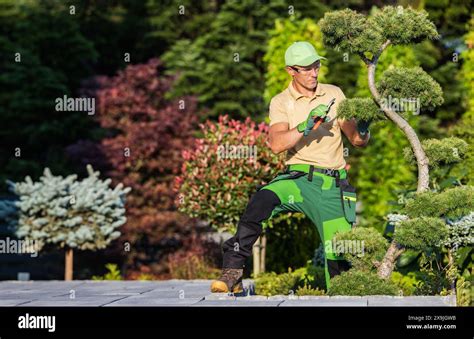 Landscaping Professional Pruning Evergreen Tree Stock Photo Alamy