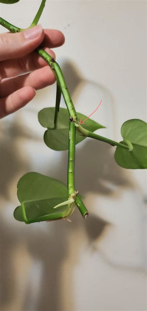Double Branching Pothos Or Just A Node Rpothos