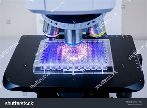 Bacteria Analysis Under A Microscope