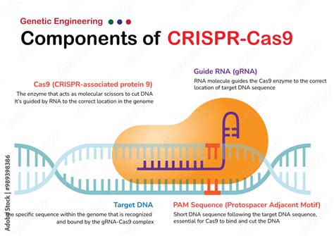Fotografía Diagram Of Crispr Cas9 Genetic Engineering Components