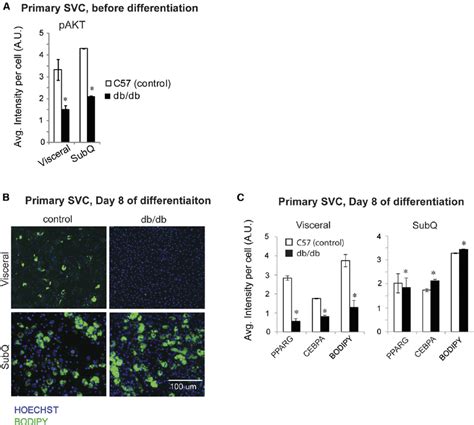 Immunocytochemistry Analysis Indicates That Visceral But Not