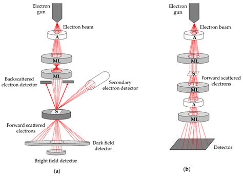 Transmission Electron Microscope Vs Scanning Electron Microscope A Level At Thomas Shea Blog