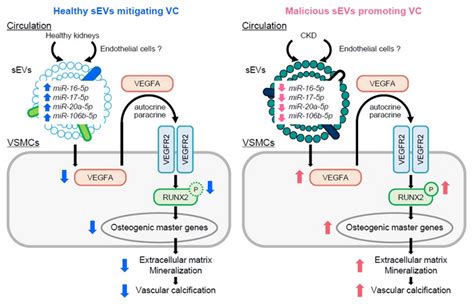 Schematic Summary Of Inter Org Image Eurekalert Science News Releases
