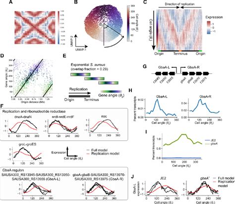 Cell Cycle Analysis Reveals Distinct Regulatory Dynamics Of