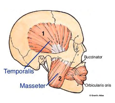 Infratemporal Region Flashcards Quizlet