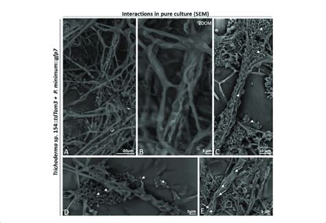 Interaction Between Trichoderma Sp T154 Tdtom3 Arrowhead And P Download Scientific