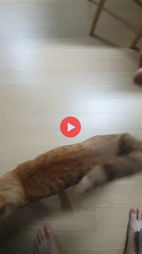 우리집 강아지 보고가라 유머 움짤 이슈 에펨코리아