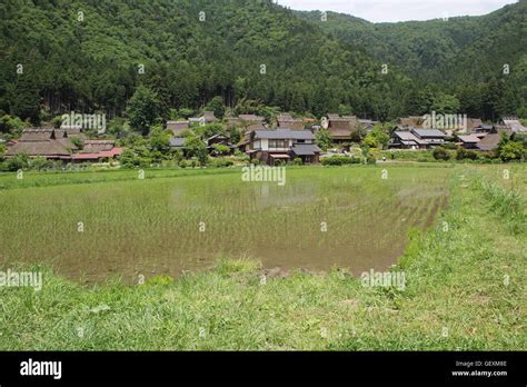 Japanese Traditional Thatched Roof Farmhouses With Rice Paddy In