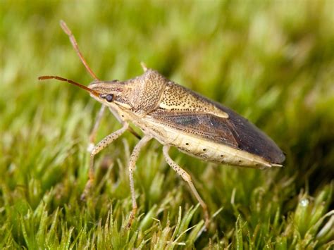 Free Images Wing Wildlife Green Insect Bug Moth Fauna