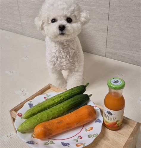 강아지 야채 당근 오이 급여 채소 섭취로 음수량 늘리기 강아지한테좋은음식 주의사항 네이버 블로그