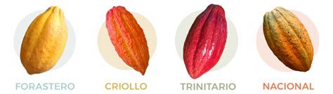 The Influence Of Cocoa Bean Types On Chocolate Flavor The Influence Of Cocoa Bean Types On Chocolate Flavor