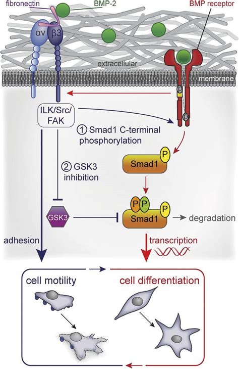 Schematic View Of β 3 Integrin And Bmp 2 Signaling Cross Talk To