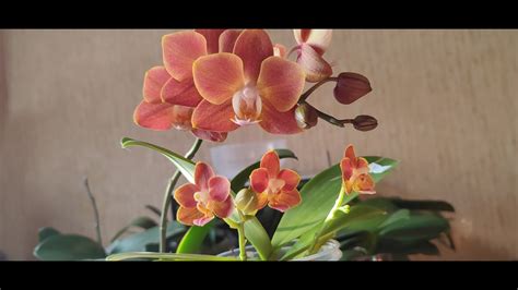 Пересадка азиатских орхидей Youtube