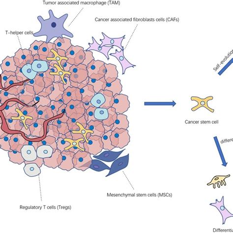 Cancer Stem Cells And Other Types Of Cells In A Tumor Mass Tumors