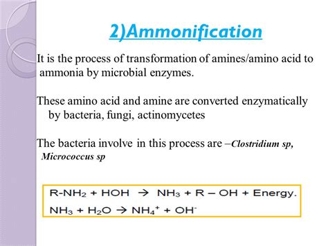 Ammonification Equation