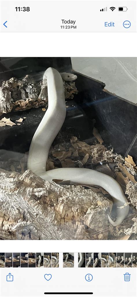 Is My Ball Python A Healthy Weight Rballpython Is My Ball Python A Healthy Weight Rballpython