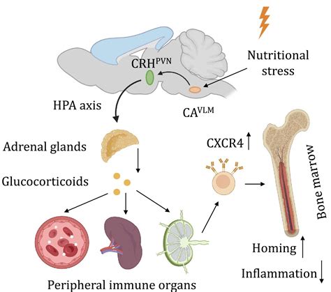 Catecholaminergic Neurons Orchestrate Fasting Induced Immune Harmony