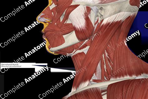 Sternohyoid Muscle Complete Anatomy