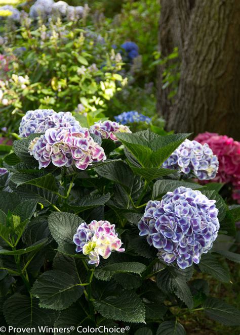 Cityline Mars Hydrangea Proven Winners