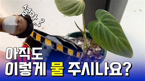 [물 제대로 주는 법] 이 영상 하나로 끝 👊💥수돗물 빗물 정수기물 그리고 저면관수까지 Youtube