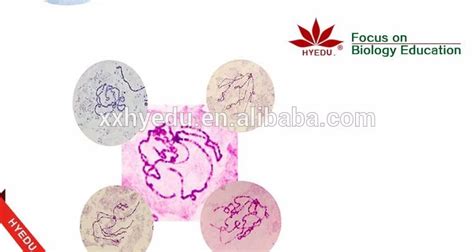 Fixed Set High Quality 14 Pieces Chromosome Microscope Prepared Slides Fixed Set High Quality 14 Pieces Chromosome Microscope Prepared Slides