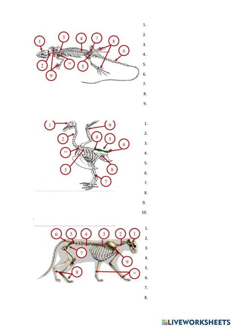 Порівняння будови скелетів хребетних тварин Online Exercise For Live Worksheets