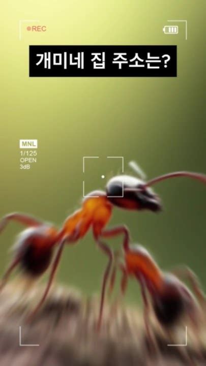 개미네 집 주소는넌센스퀴즈를 풀어보세요넌센스퀴즈 Ai 아재개그 아재개그모음 개그배틀 언어유희 메모리 말장난 웃긴영상 챗gpt 인공지능 Youtube