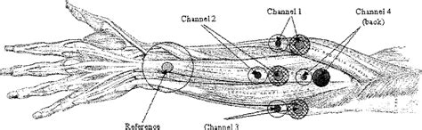 Figure 2 From A Wavelet Based Continuous Classification Scheme For Multifunction Myoelectric