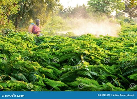 Insecticide Injection Vegetable Garden Stock Photos Free Royalty Free Stock Photos From