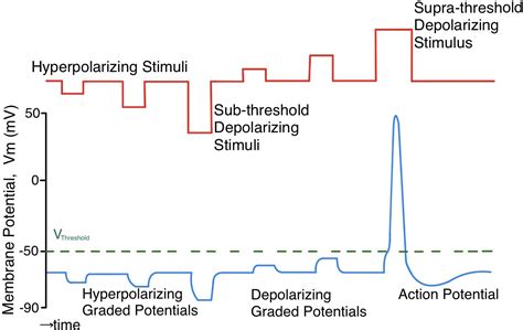234 Resting Membrane Potential Medicine Libretexts
