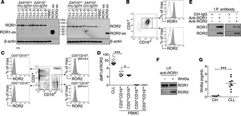 ROR1 Couples With ROR2 A Immunoblot Analysis For ROR1 Or ROR2 In