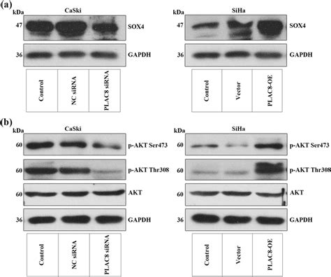 Effect Of Plac8 On The Akt Pathway In Cc Cells A Western Blot Analysis Download Scientific