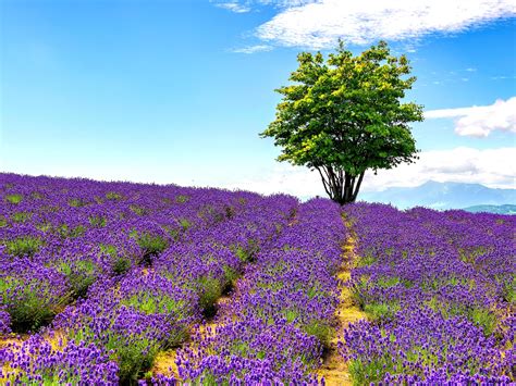 Lavender Flower Field 8k Wallpaper Download