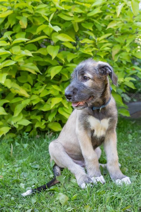Irish Wolfhound Puppies