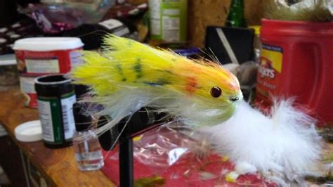 Dirty Ginger Streamer New North Fork Of The White River