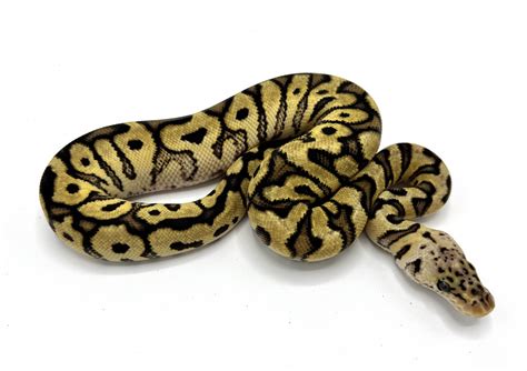Pastel Spotnose Clown Royal Constrictor Designs Pastel Spotnose Clown Royal Constrictor Designs