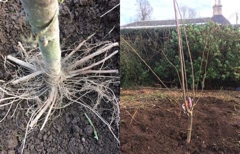 How To Plant A Plum Tree Step By Step With Photos